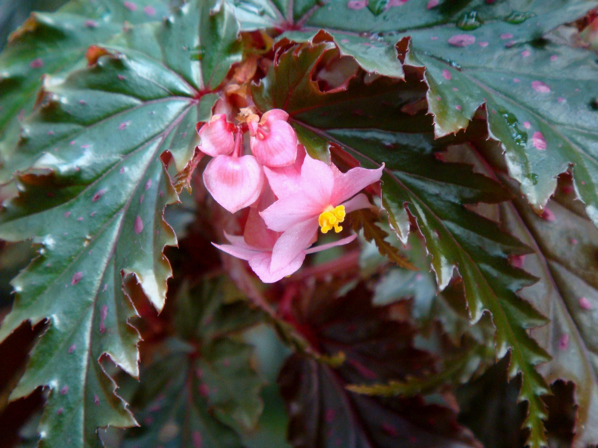 Begonia serratipetala Irmscher